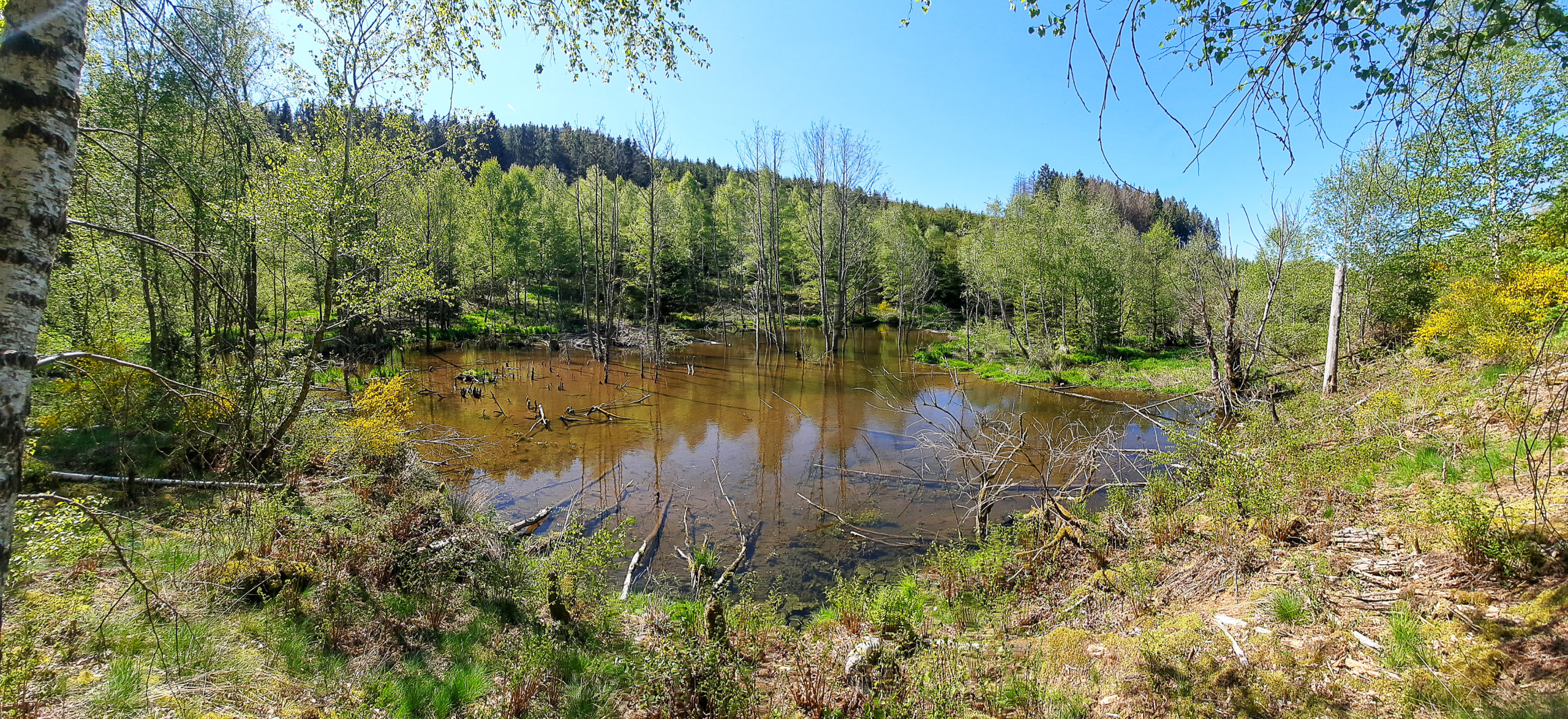 Faune et Flore - Montagne de Colanhan - Ardenne & Gaume