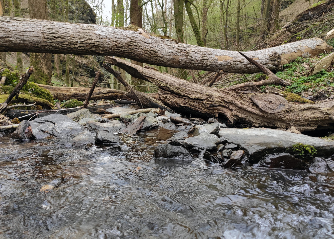 Balade dans la réserve naturelle de Bohan-Membre - Ardenne & Gaume